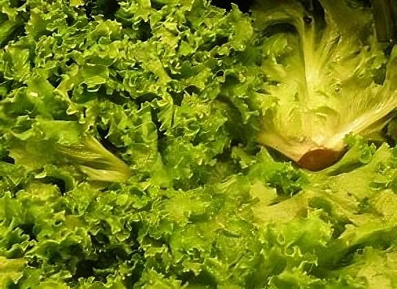 Lettuce Waldmans Green Great Heirloom Vegetable by Seed Kingdom (1 Oz ...
