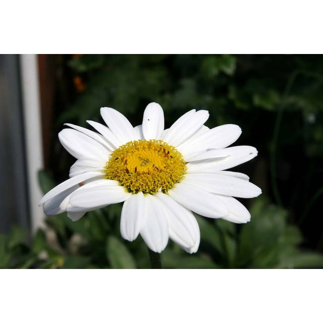 Leucanthemum Becky Shasta Daisy in a 4 inch pot - Walmart.com