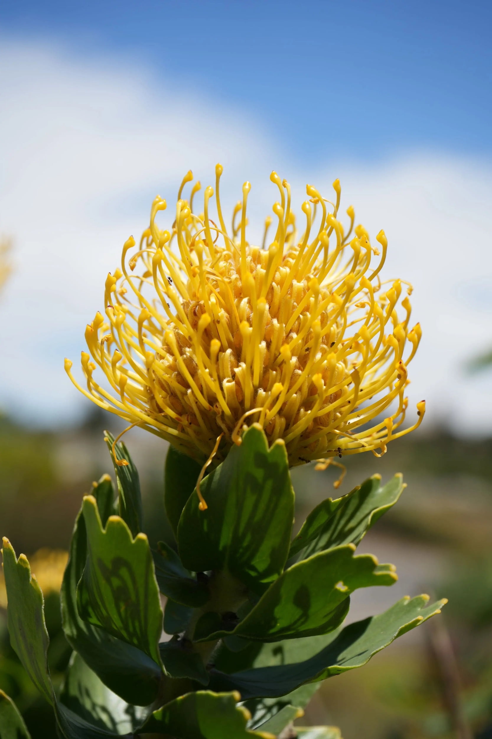 Leucospermum 'High Gold' | lemon pincushion blooms - protea plants ...