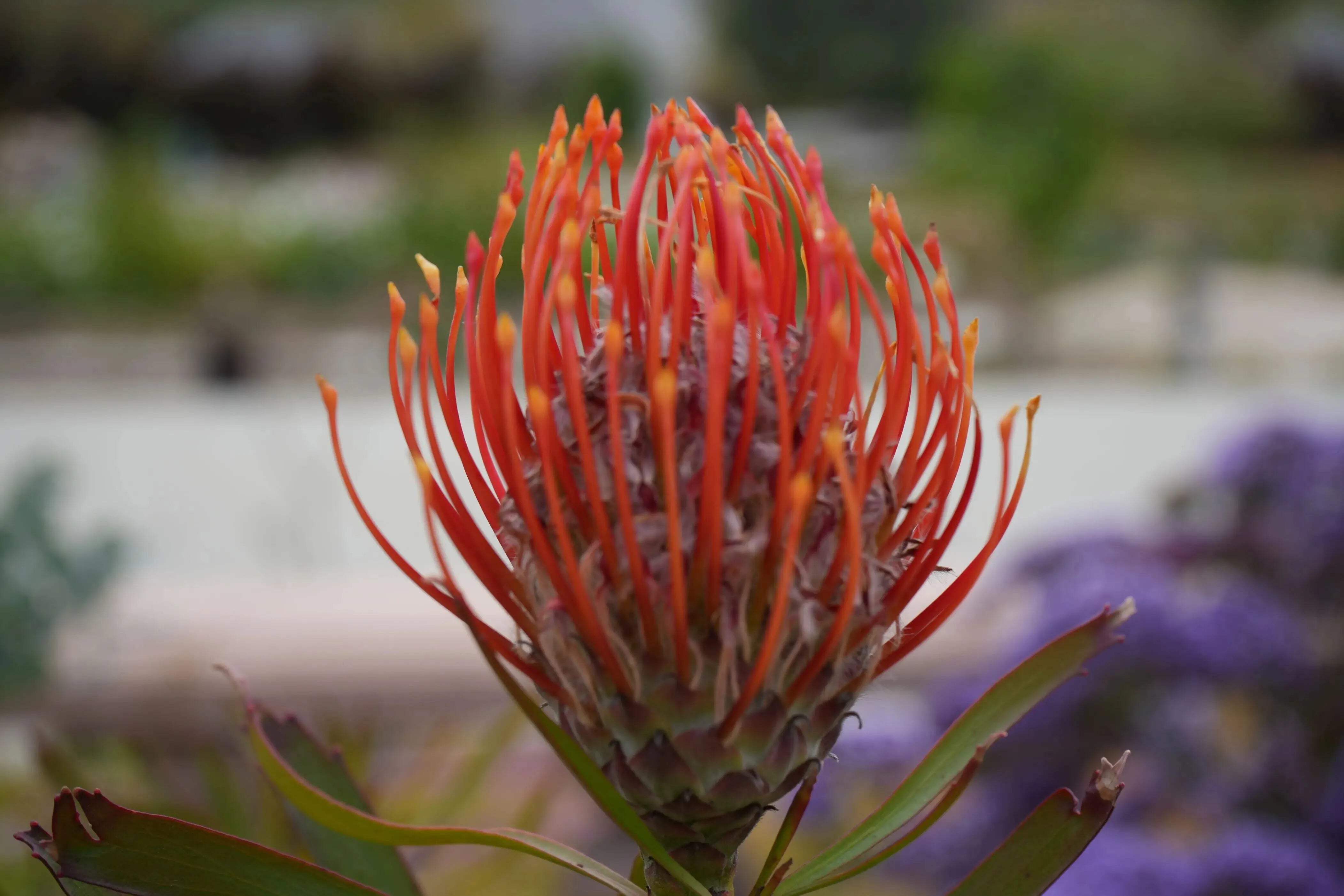 Leucospermum 'Tango' | fiery orange-red flowers pincushion protea ...