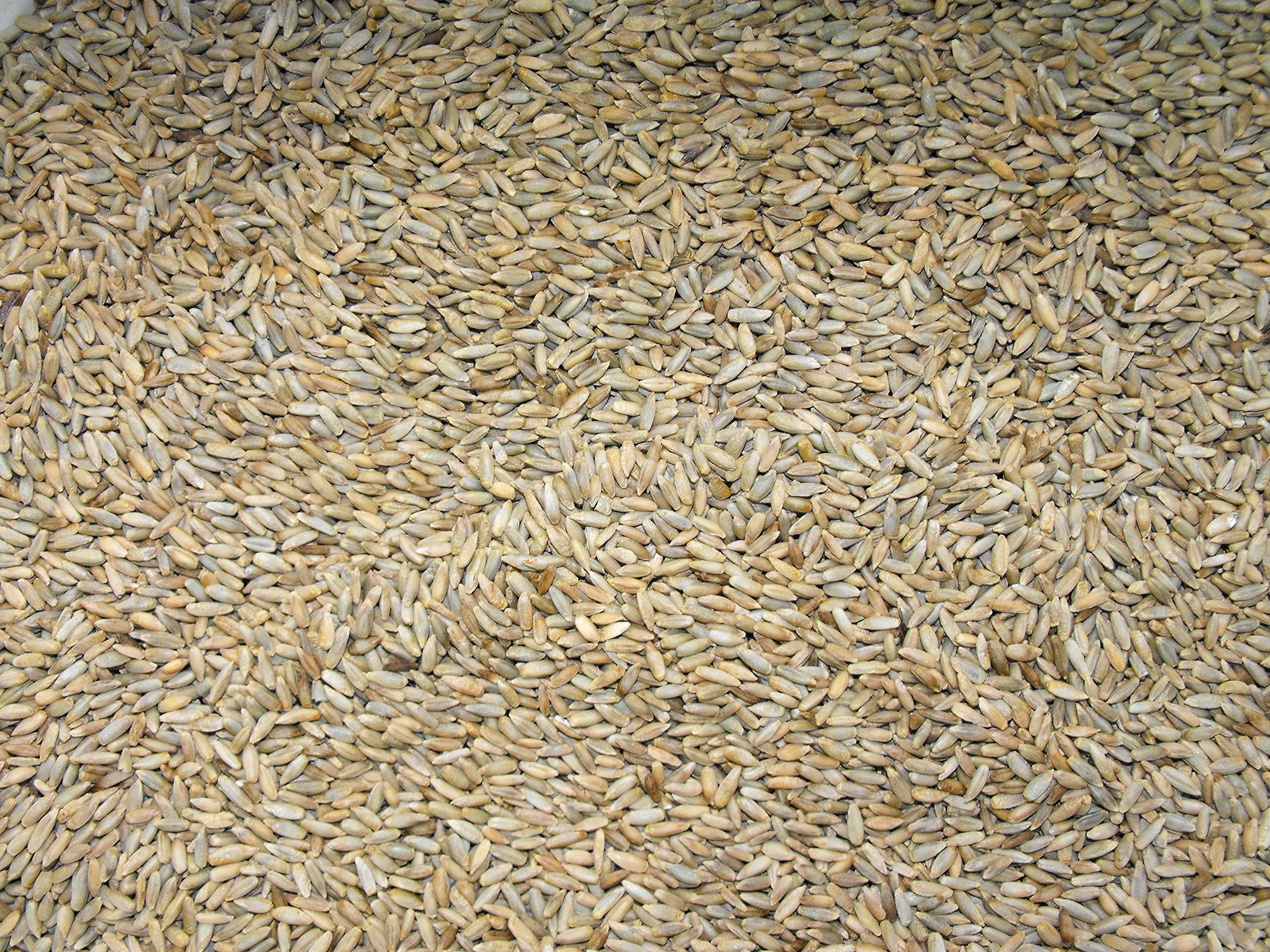 Lewis Family Farm 10 lb Cereal Rye Grain Seeds Open Pollinated Cover ...