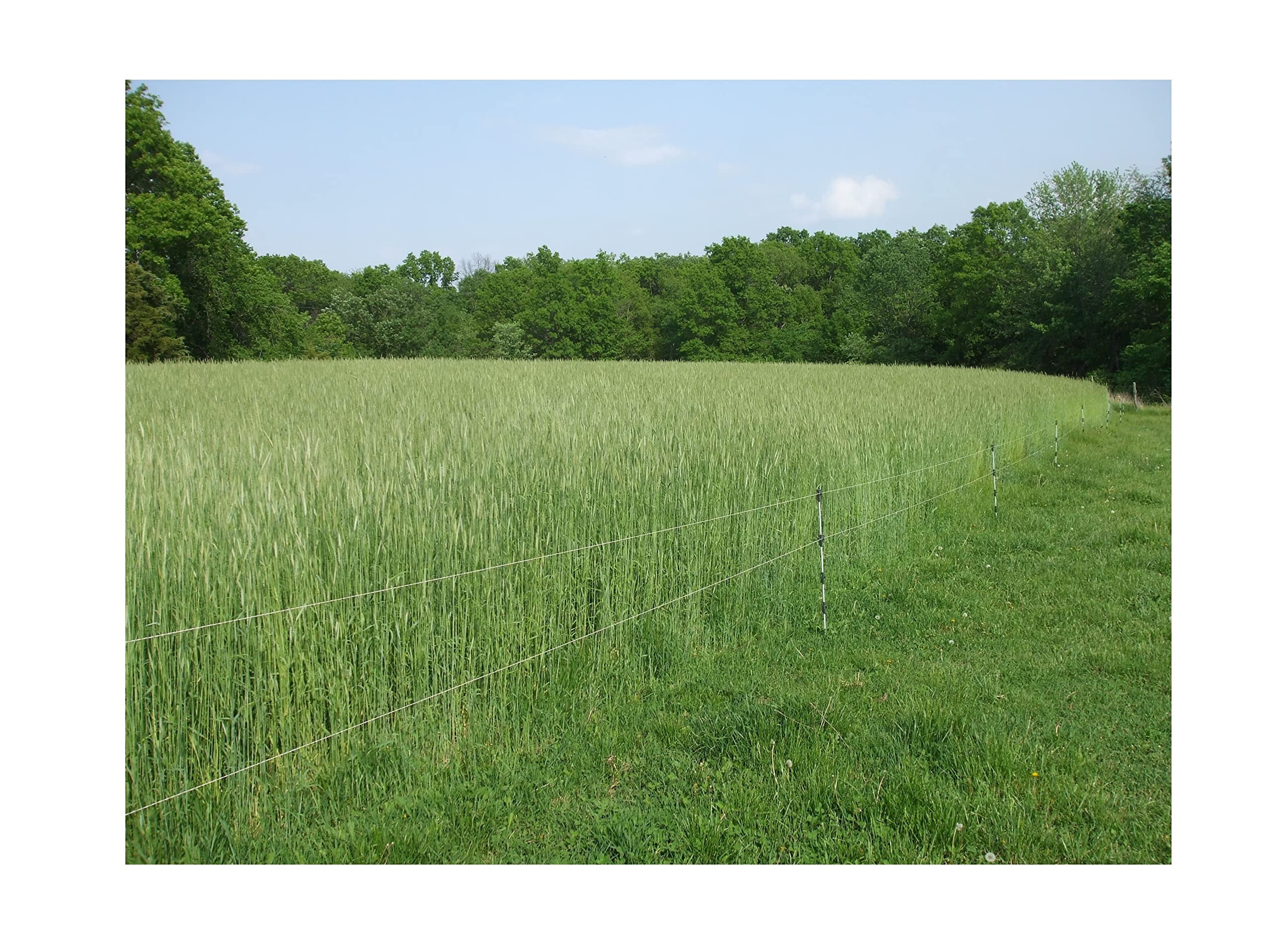 Lewis Family Farm 5 lb Cereal Rye Grain Seeds Open Pollinated Cover ...