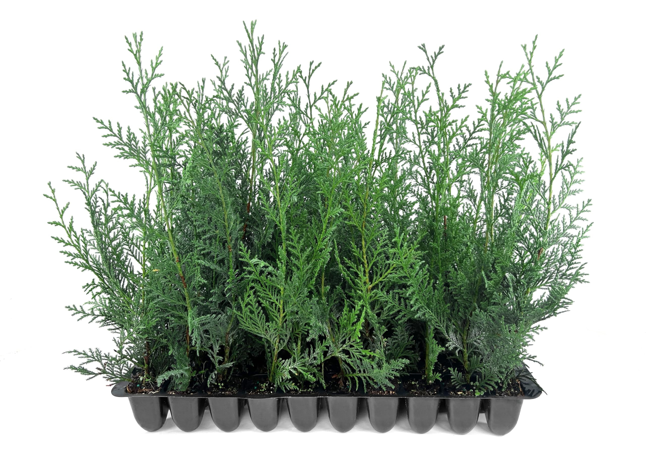 Leyland Cypress | 10 Live Trees | Cupressocyparis leylandii | Fast ...