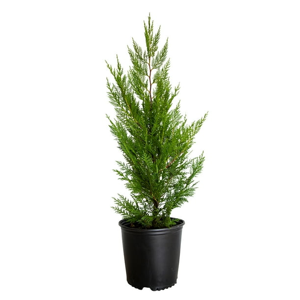 Leyland Cypress (2.5 Gallon) Fast Growing Evergreen Tree - Full Sun ...