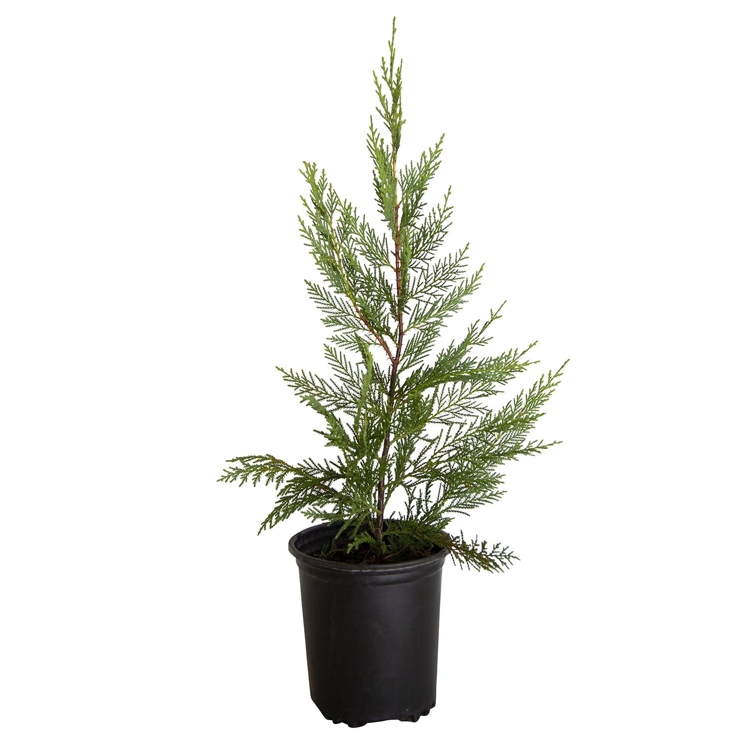Leyland Cypress (2.5 Quart) Fast Growing Evergreen Tree - Full Sun Live ...