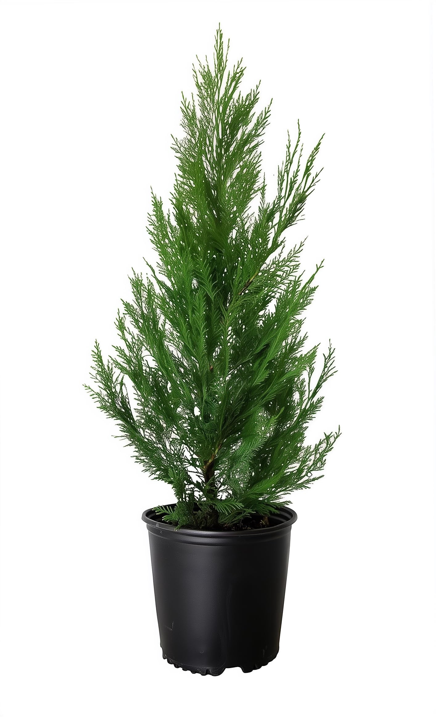 Leyland Cypress | 2 Large Gallon Size Trees | Cupressocyparis leylandii ...