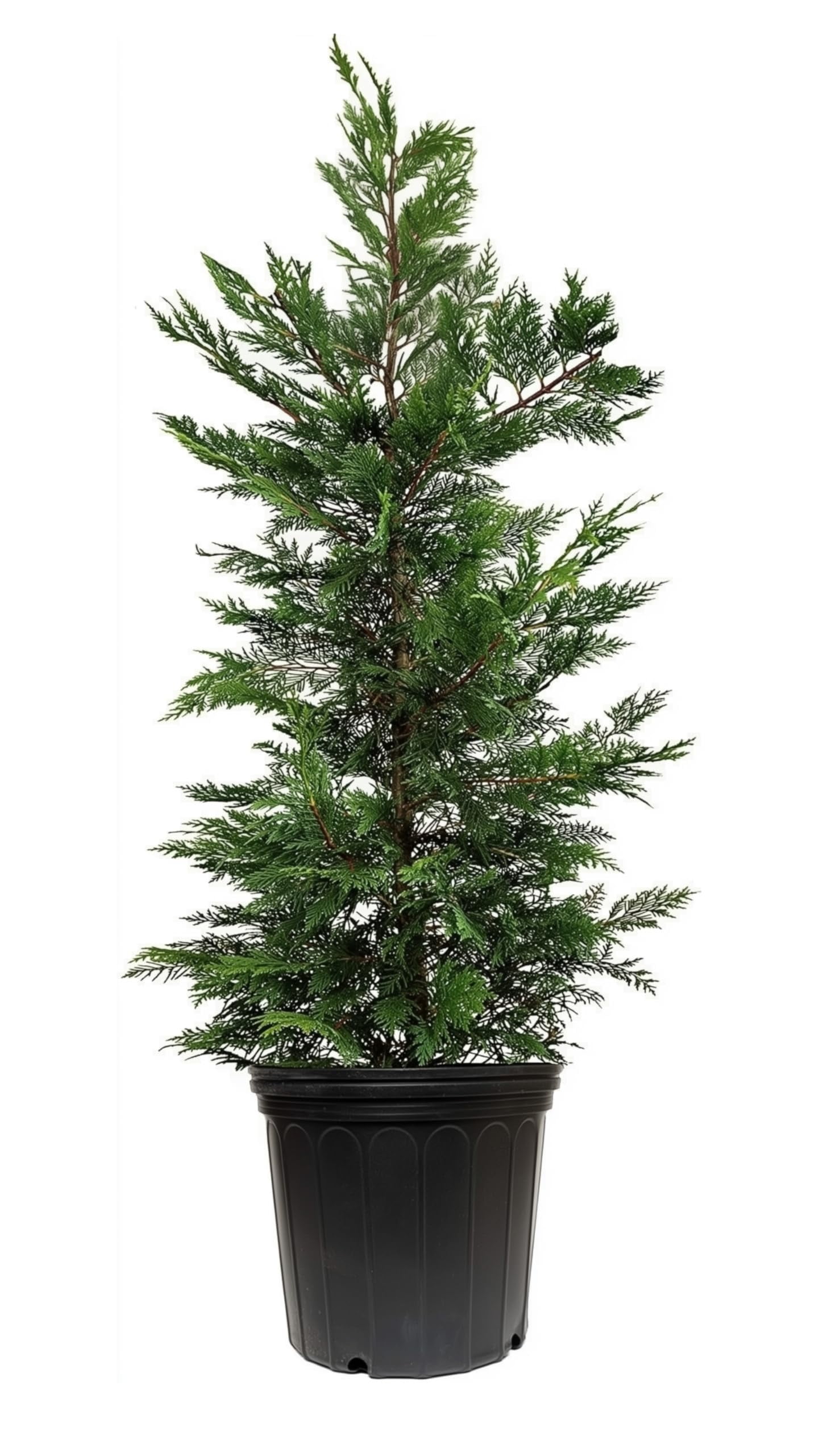 Leyland Cypress | 3 Extra Large 3 Gallon Size Trees | Cupressocyparis ...
