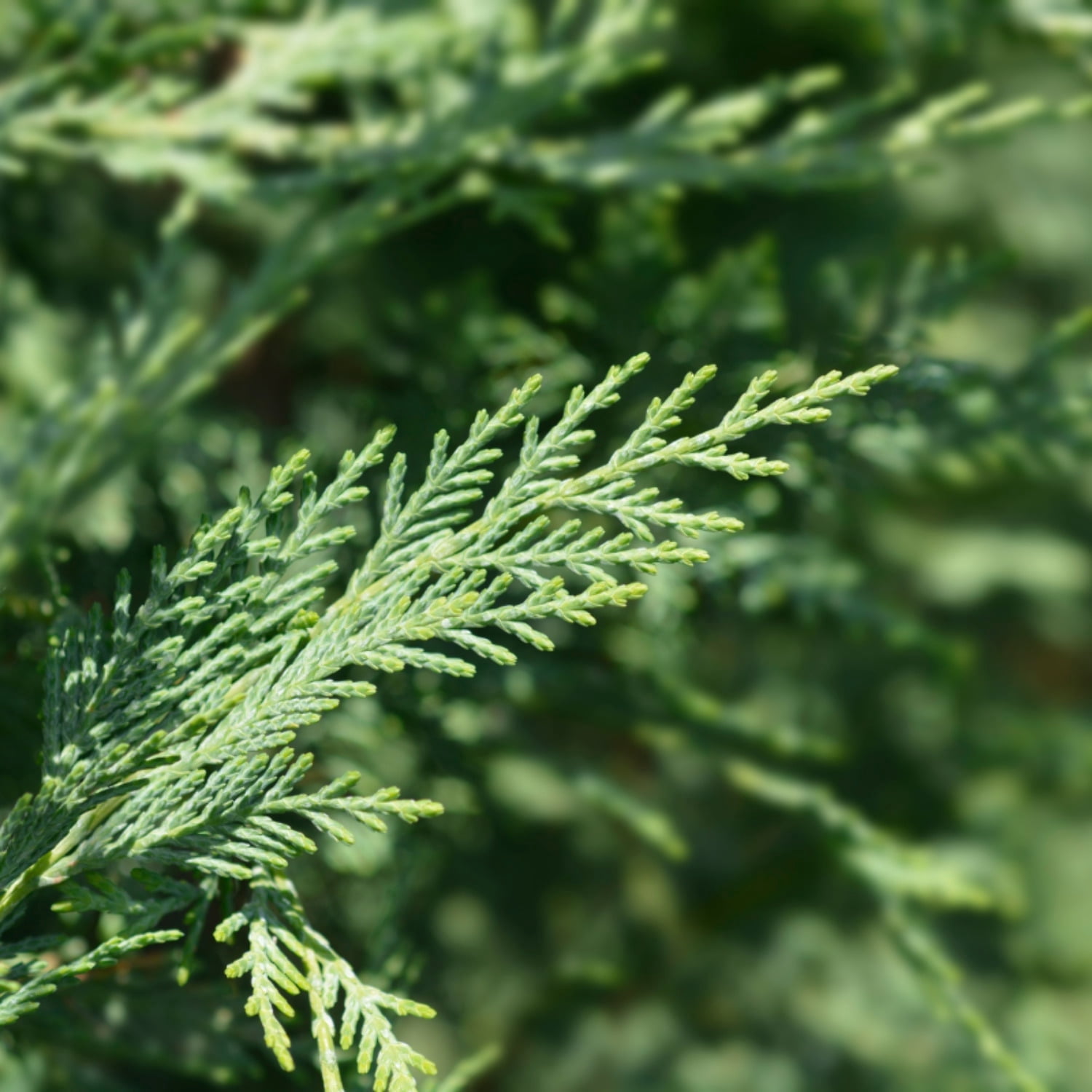 GoBuyPlants - Leyland Cypress - 3 Gallon Pot - Walmart.com