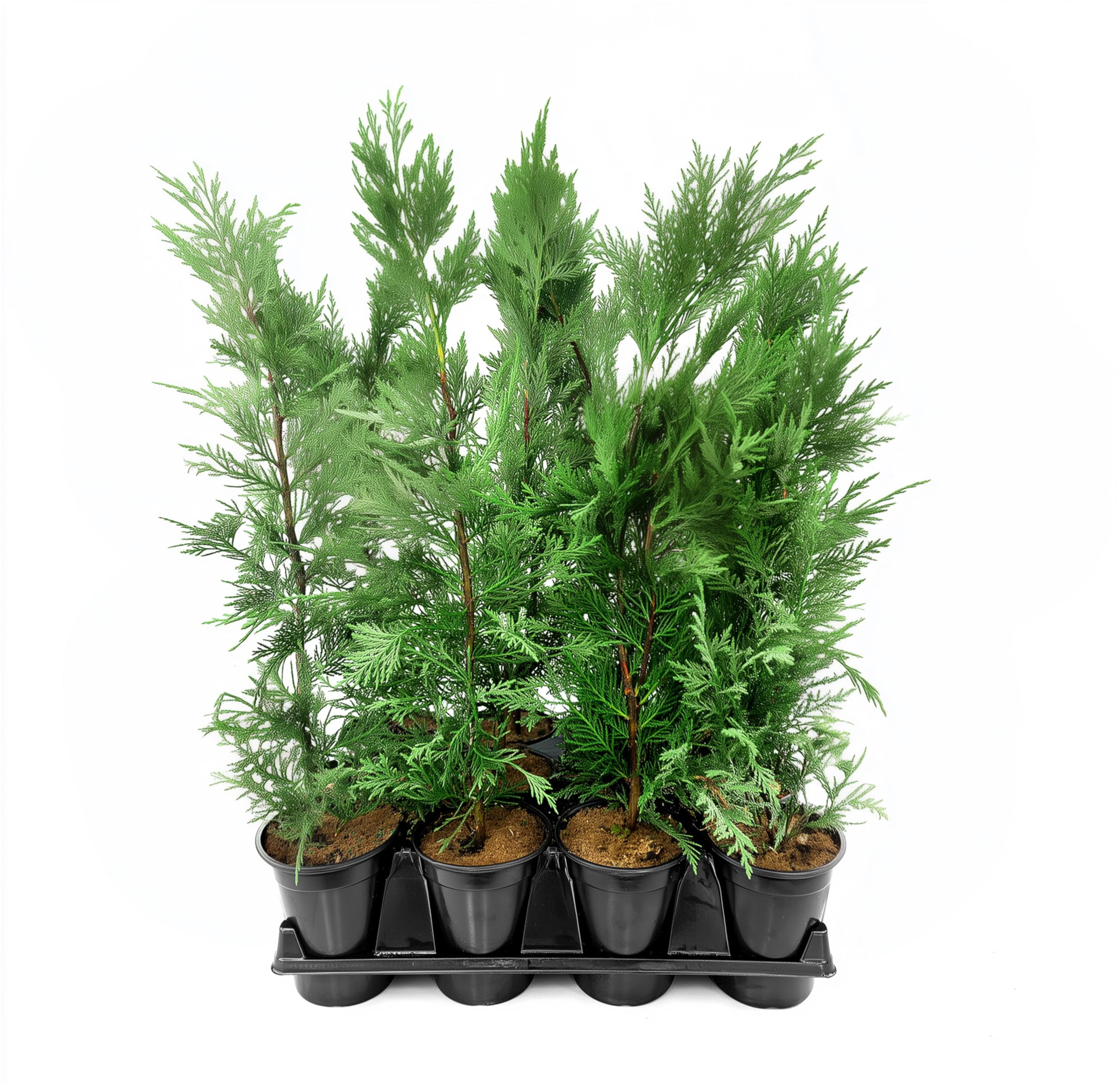 Leyland Cypress | 5 Live Quart Size Trees | Cupressocyparis leylandii ...