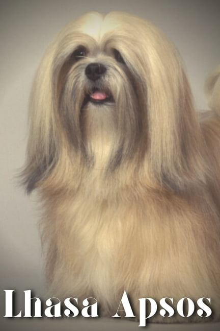 Lhasa Apsos: Dog breed overview and guide - Walmart.com