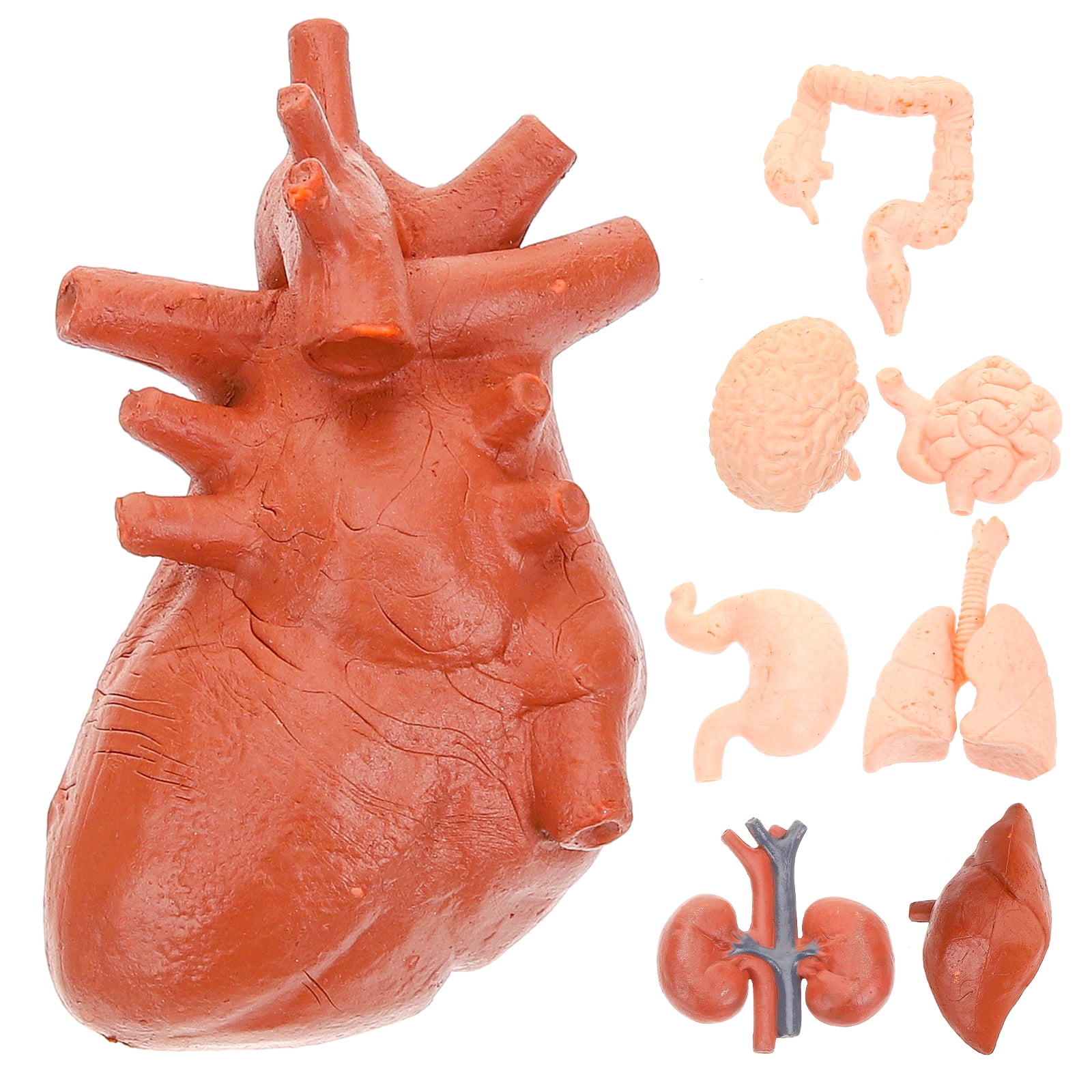 Lhio 8 Pcs Human Organ Model Brain Toy for Kids Models Child Student ...