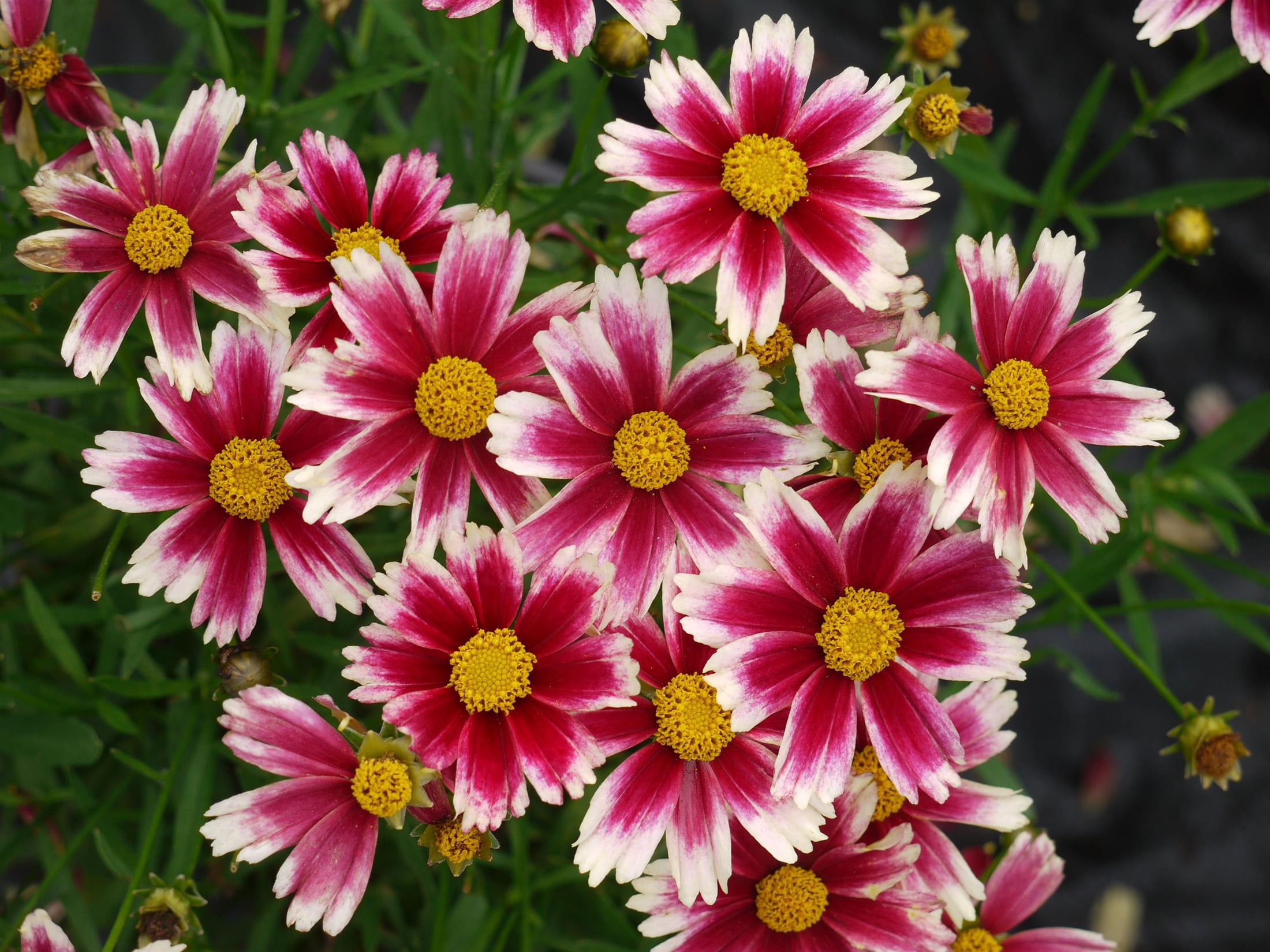 Li'l Bang™ Candy Stripes Coreopsis Tickseed Perennial Plant - Quart Pot ...