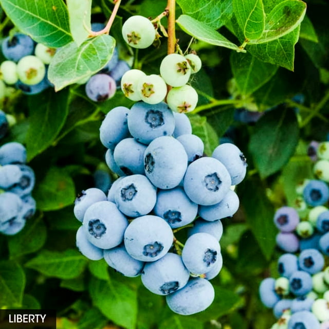 Liberty Blueberry Bush Fruiting Plant in 2.25 gallon pot - Walmart.com