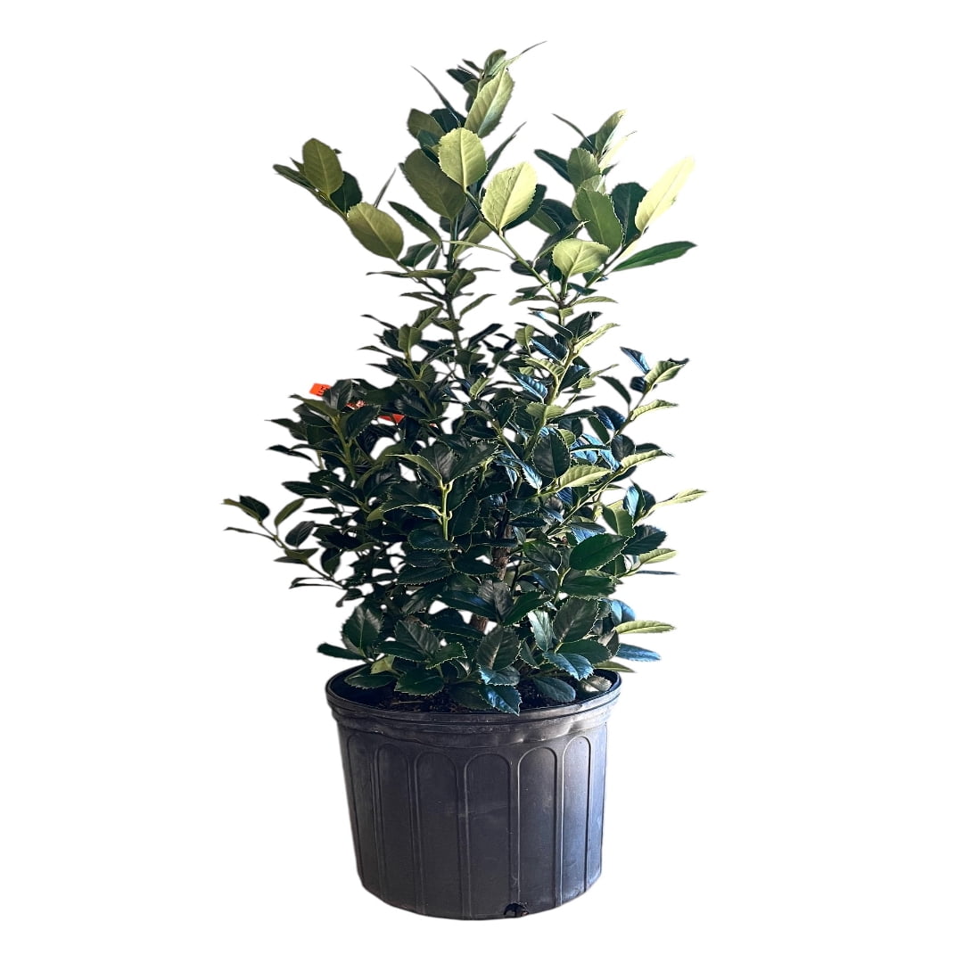Liberty Holly – Live Evergreen Holly Shrub with Upright Growth and ...