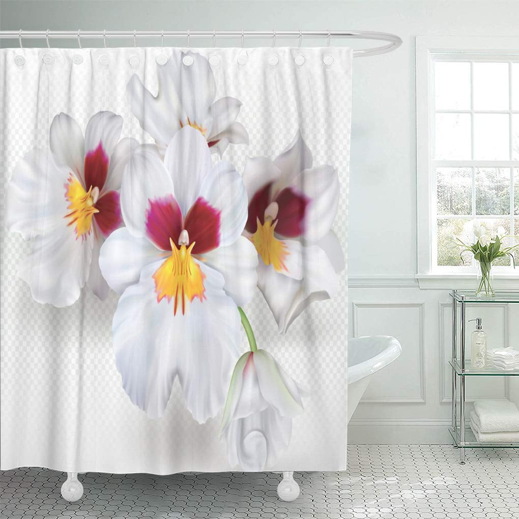 Libin Botany Beauty Orchid Flowers Miltoniopsis Herralexander on Bloom ...