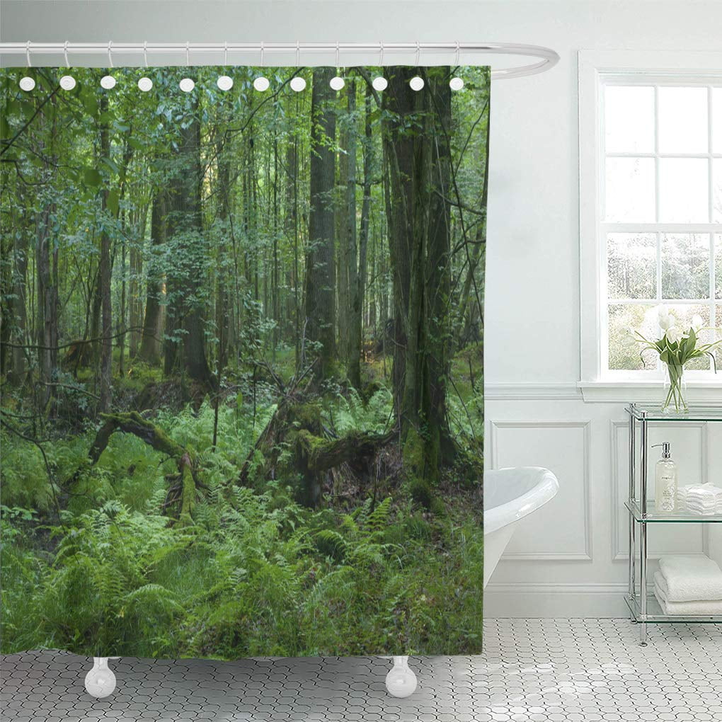 Libin Broken Tree Stump Moss Covered and Ferns Layer Above Shower ...