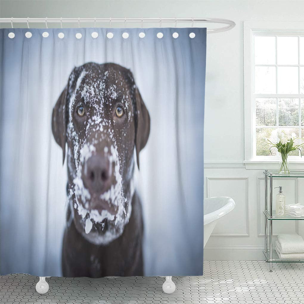 Libin Dog Brown Labrador Retriever Looking Funny Snow All Over Her ...