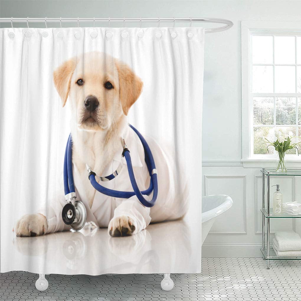 Libin Veterinarian Little Dog As Vet Wearing Robe and Stethoscope ...