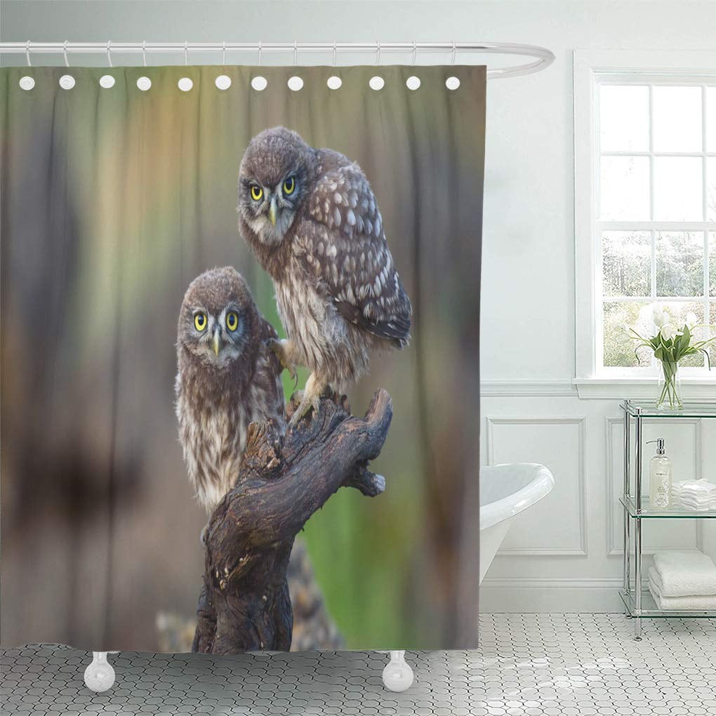 Libin Yellow Cute Two Young Little Owls Athene Noctua Sit Shower ...