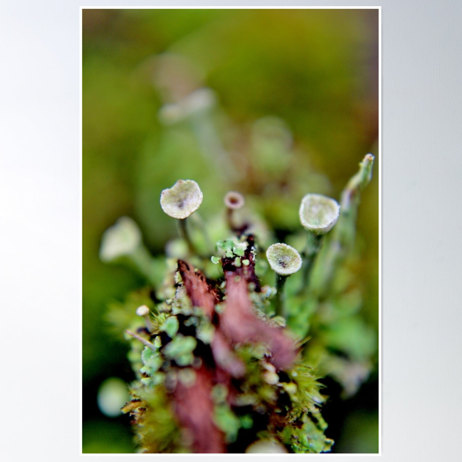 Lichen Bouquet Poster Wall Art, Modern Wall Decor, 8x12 UNFRAMED ...