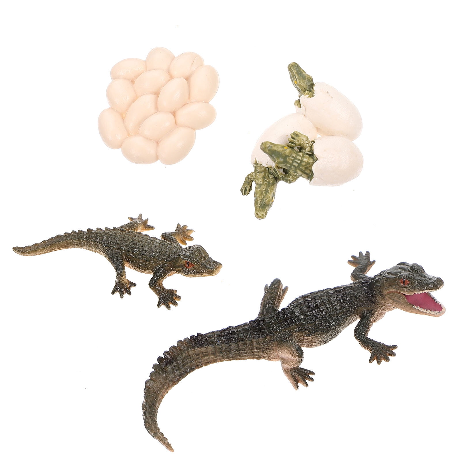 Life Cycle Growth Model Early Education Toy Child - Walmart.com