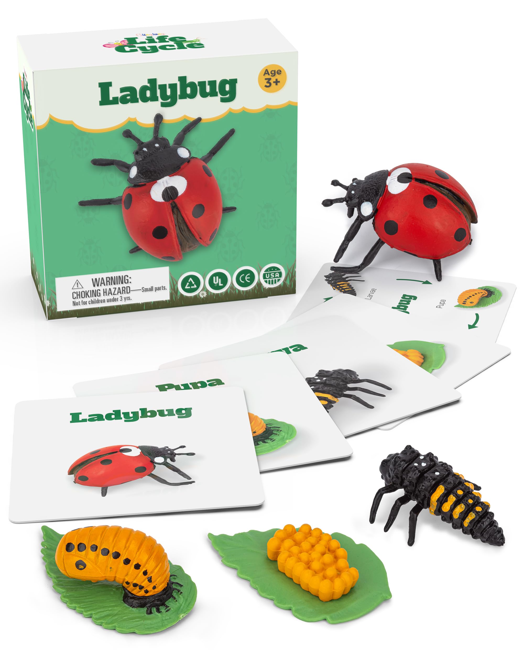 Life Cycle Kit Montessori IFF17 - Realistic Figurine Toys, Kids Animal ...