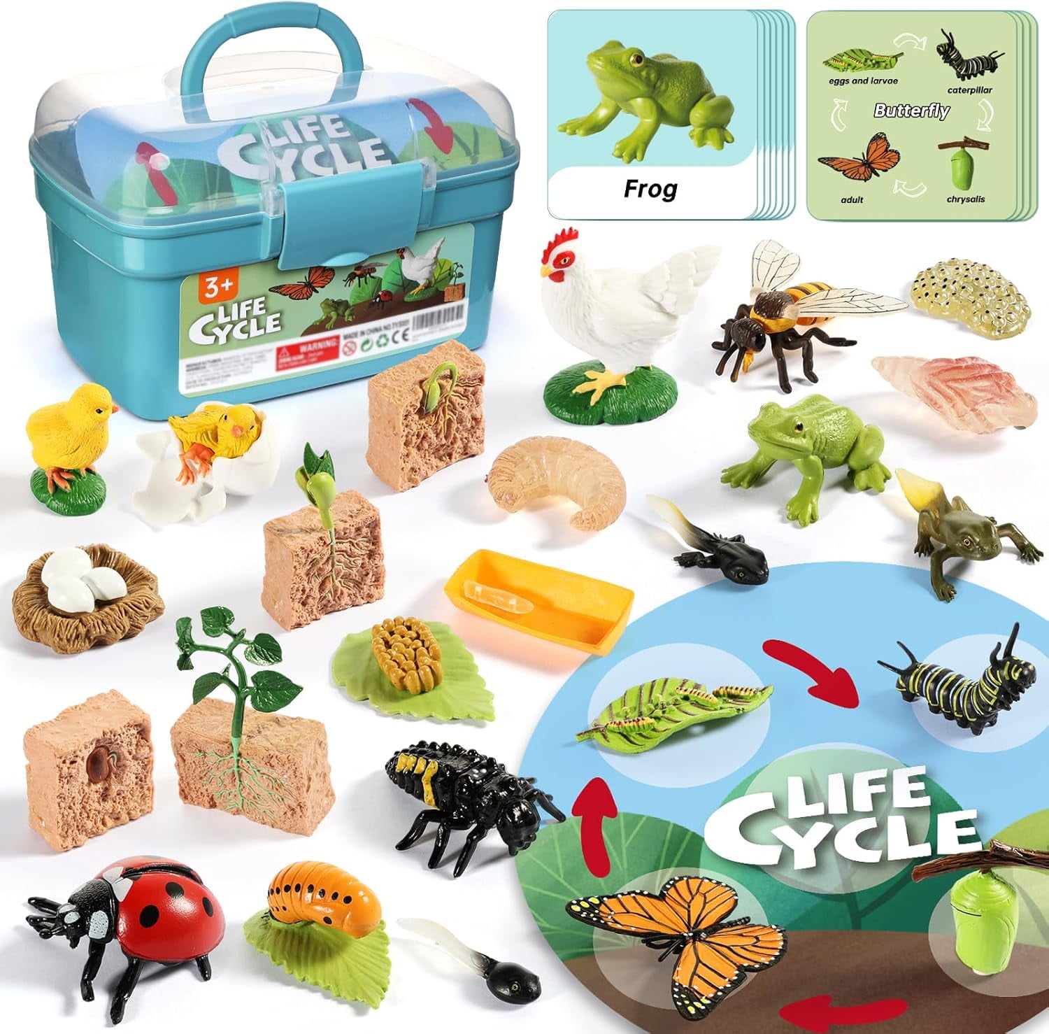 Life Cycle Kit Toy Montessori, Realistic Figurines Set for Kids with 25 ...