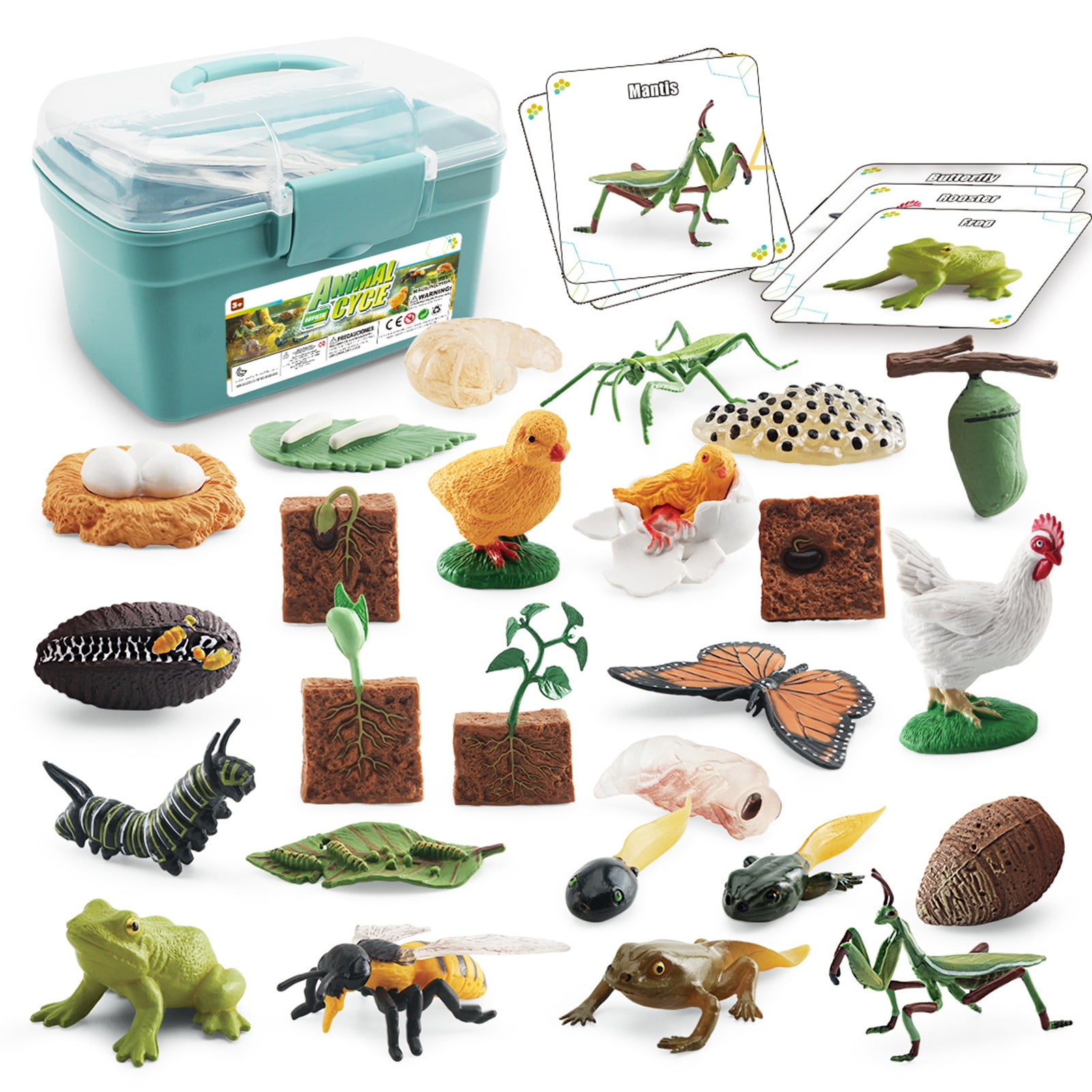 Life Cycle Learning Toys - Frog Butterfly Chicken Mantis Bee Plants ...