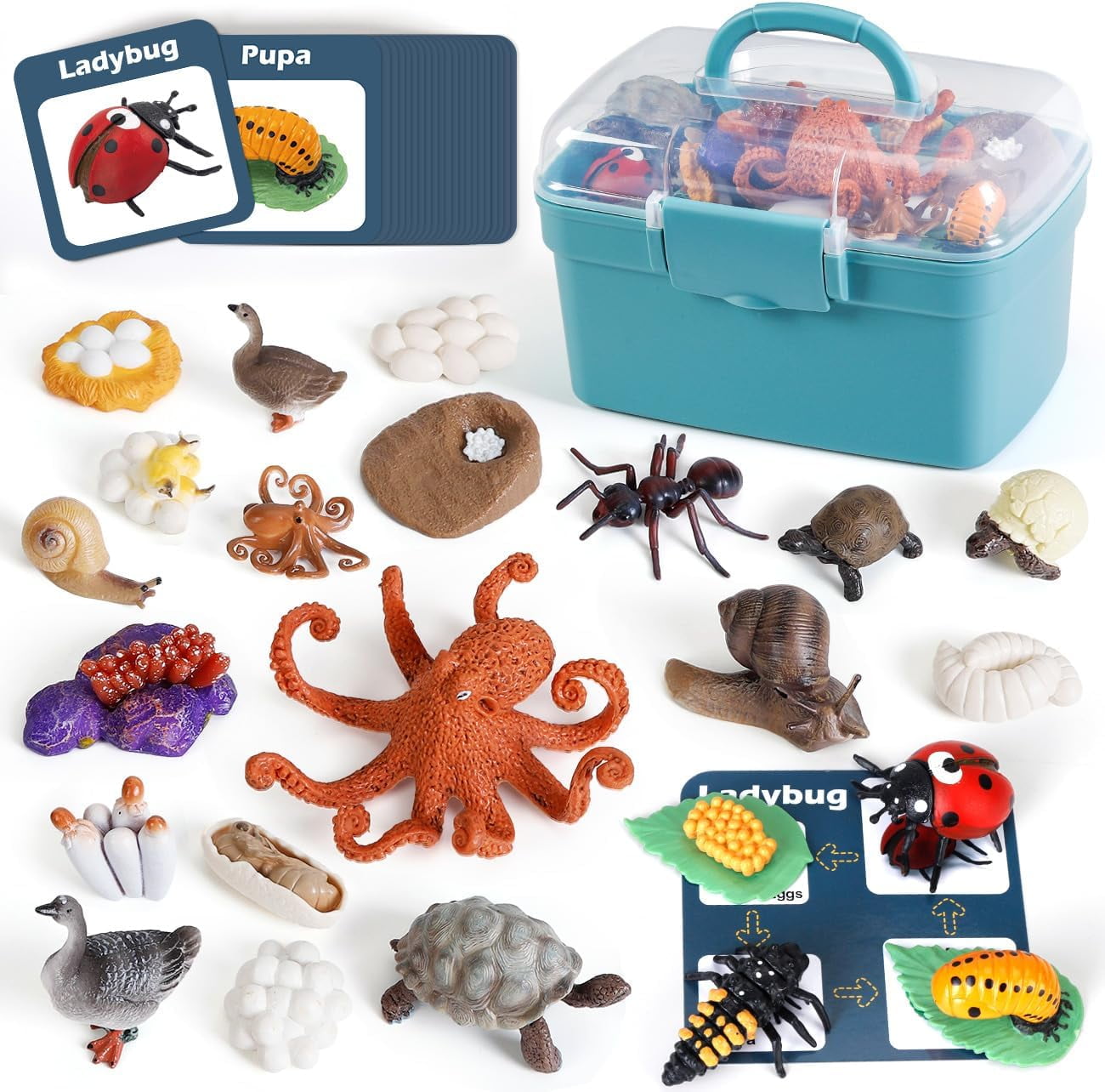Life Cycle Learning Toys for Kids: Life Science Education Kits with ...