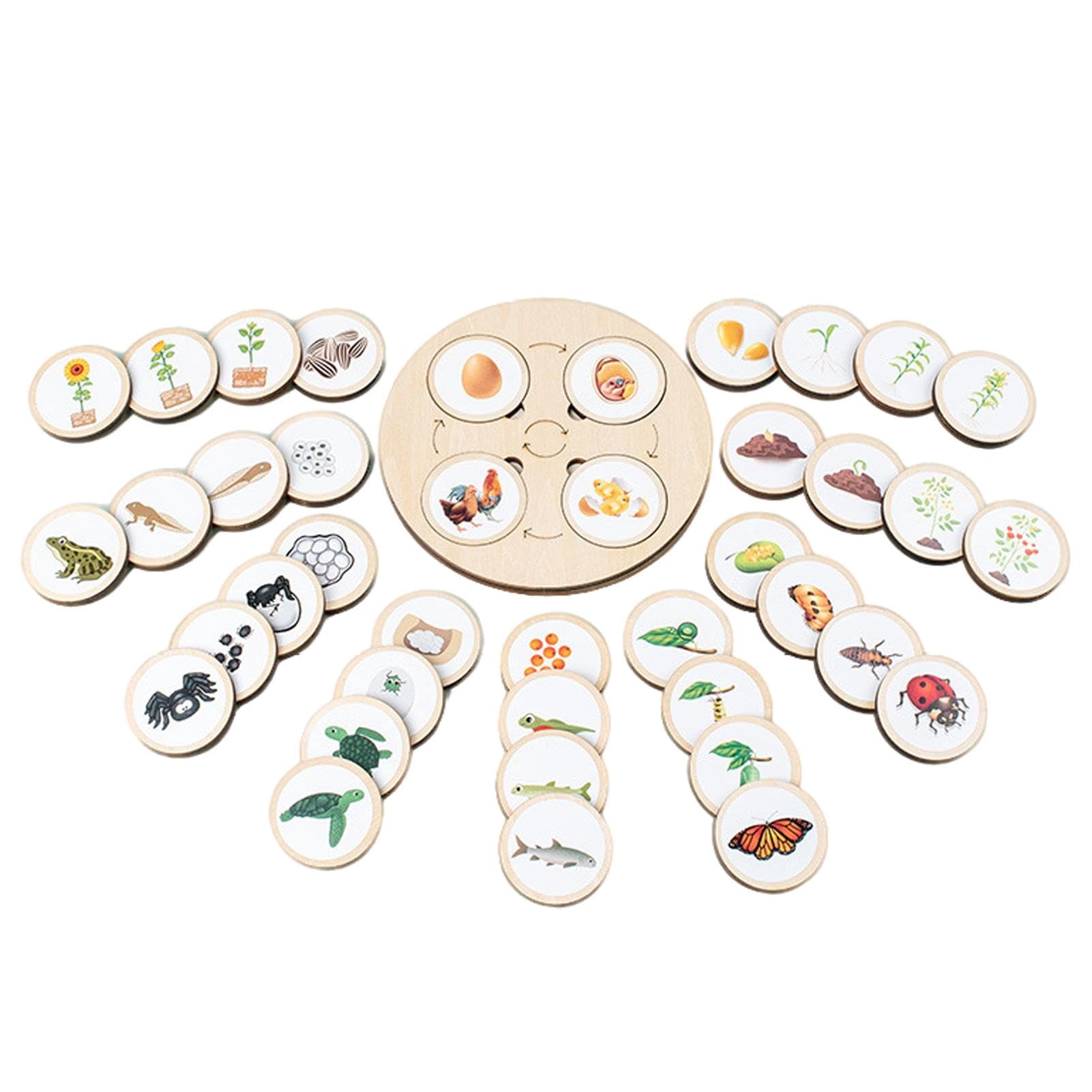 Life Cycle Tray | Life Cycle Puzzle Kit Of Animals, Plants And ...