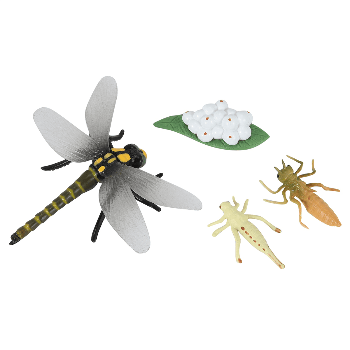 Life Cycle of A Dragonfly Insects Cycles Growth Model Children Animal ...