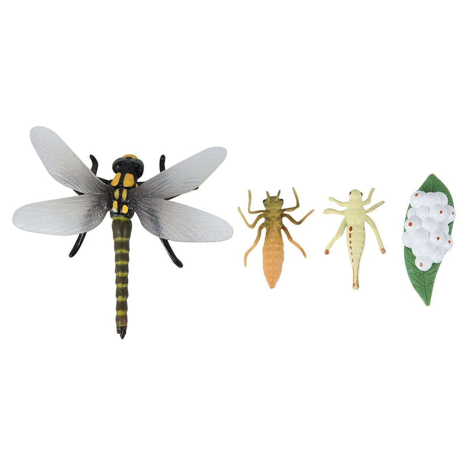 Life Cycle of A Dragonfly Insects Life Cycles Growth Model Children ...