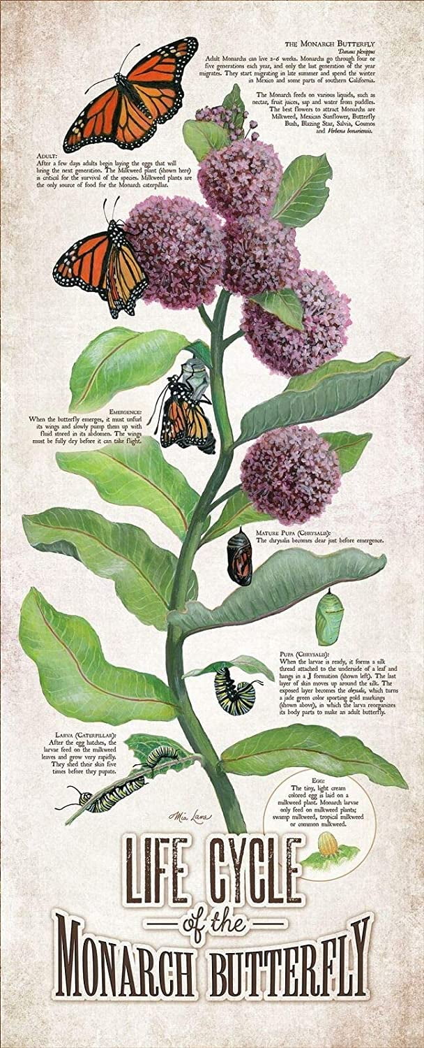 Life Cycle of The Monarch Butterfly Vintage Retro Tin Signs Wall Decor ...