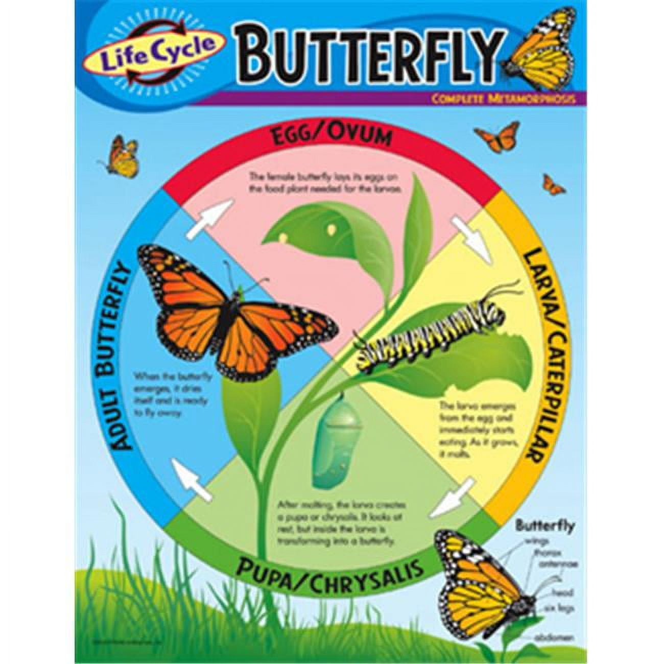 Life Cycle of a Butterfly Learning Chart, 17" x 22" - Walmart.com