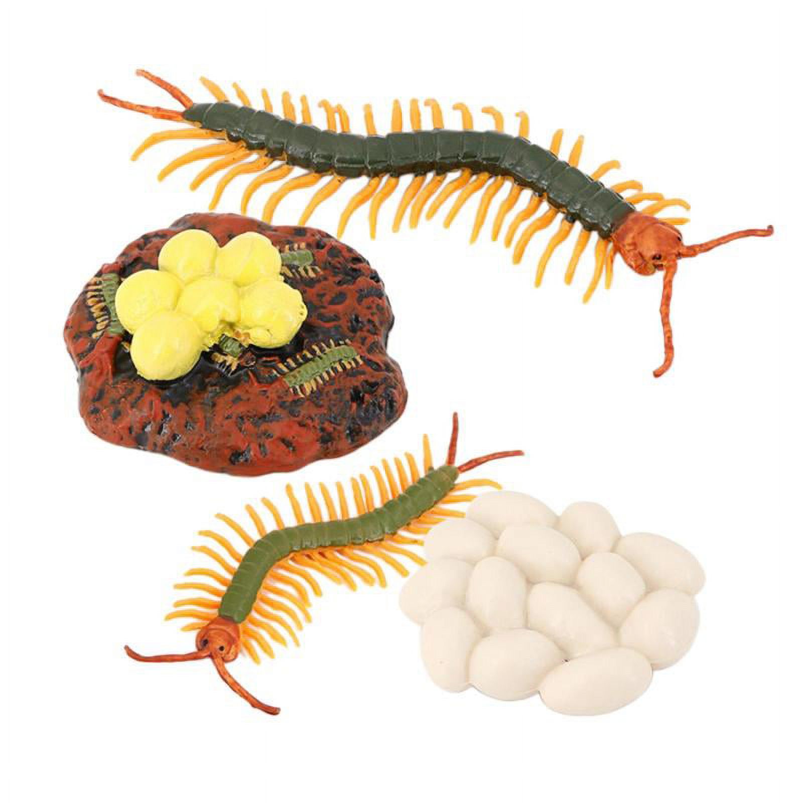 Life Cycle Of A Centipede