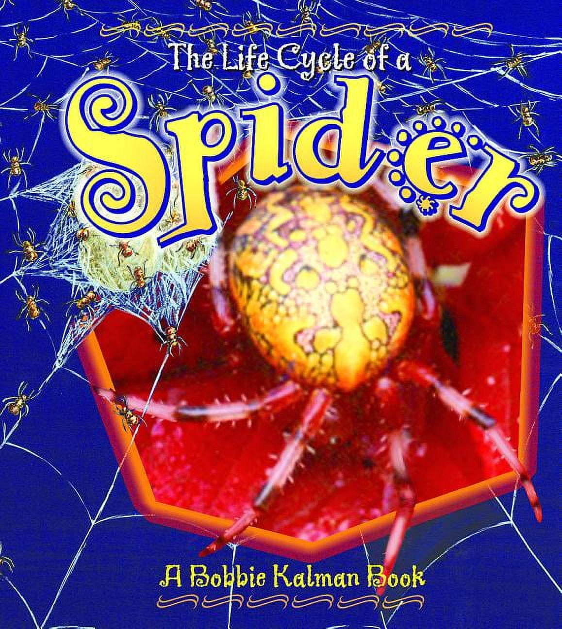 Life Cycle: Spider (Hardcover) - Walmart.com