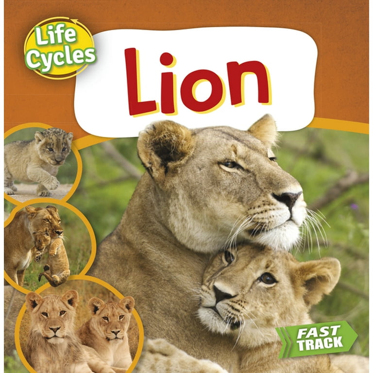 Lion Life Cycle Hilarious Wild Lions Caught On Camera