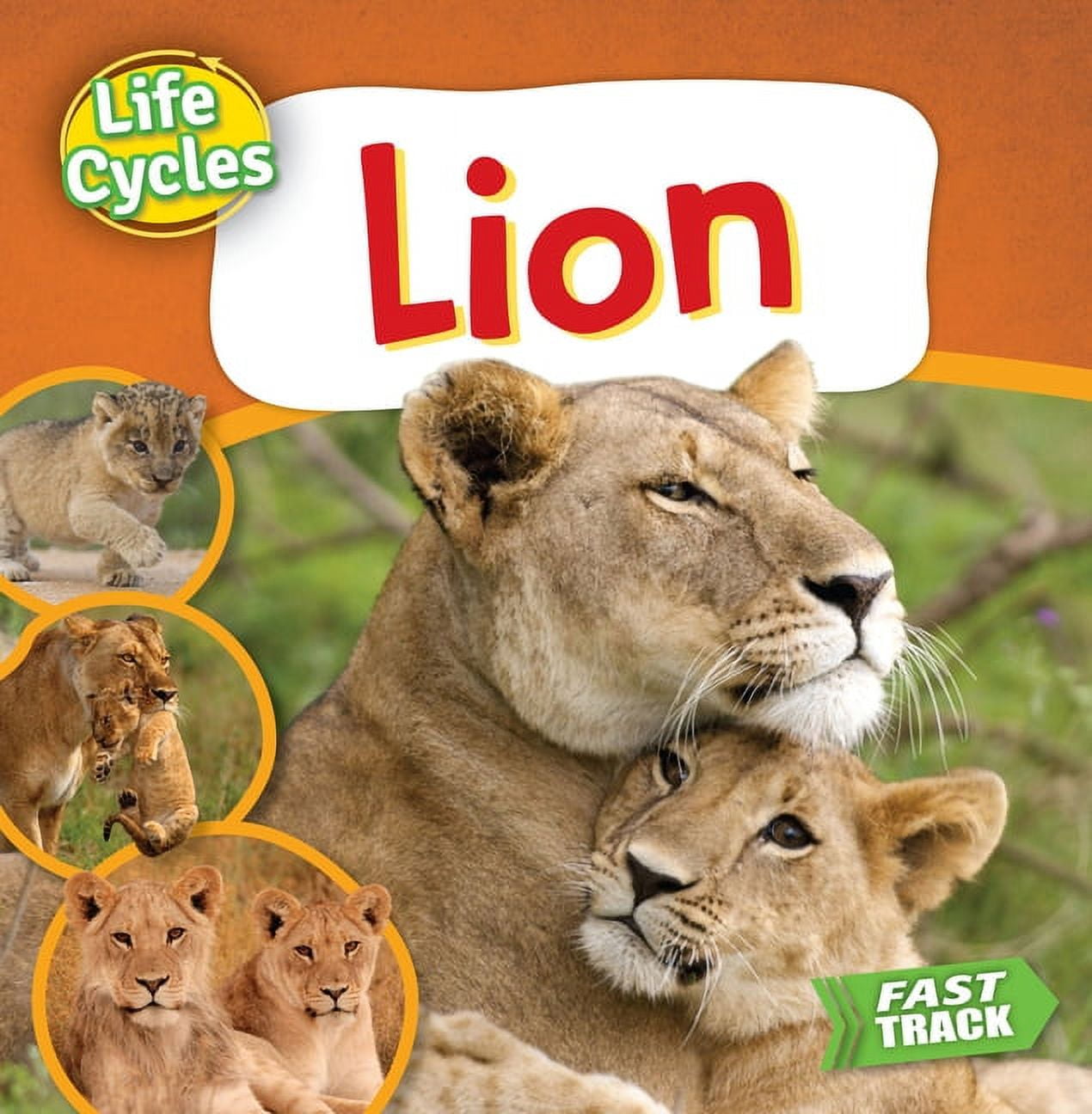 Lion Life Cycle