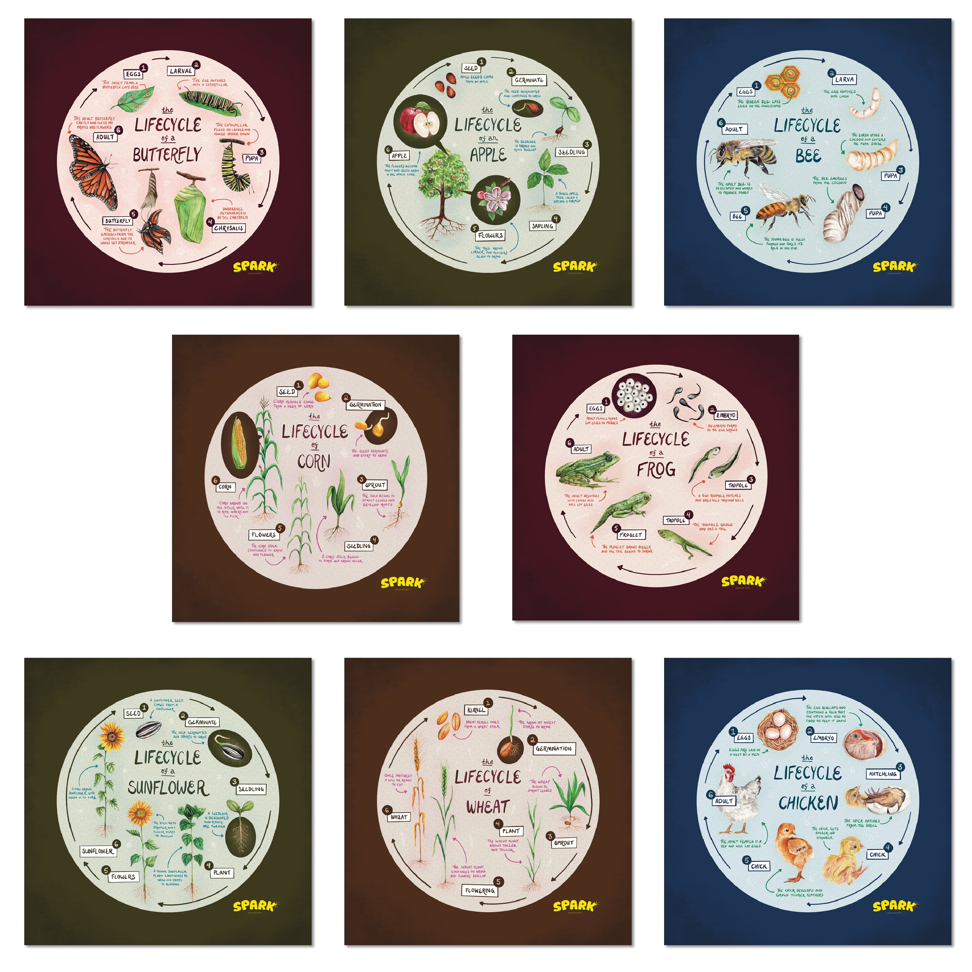 Life Cycles Posters for Classroom and Bulletin Board Charts, Double ...