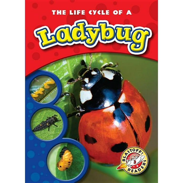 Life Cycle Of A Ladybug