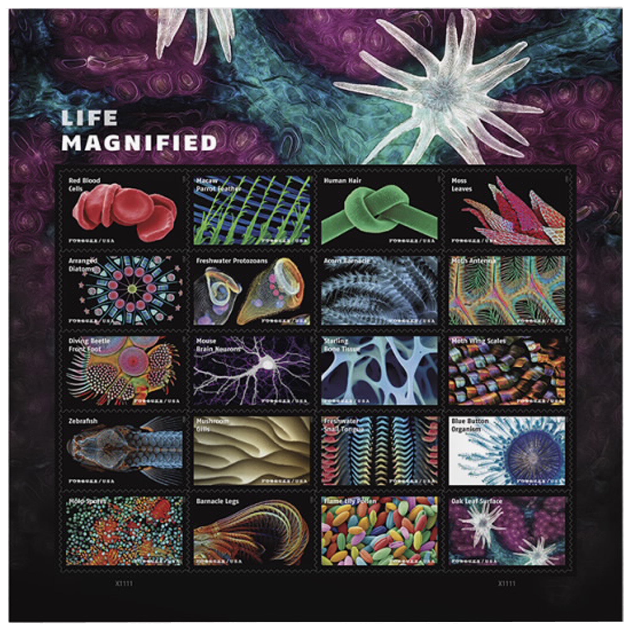 Life Magnified USPS Forever Postage Stamp 1 Sheet of 20 US First Class ...