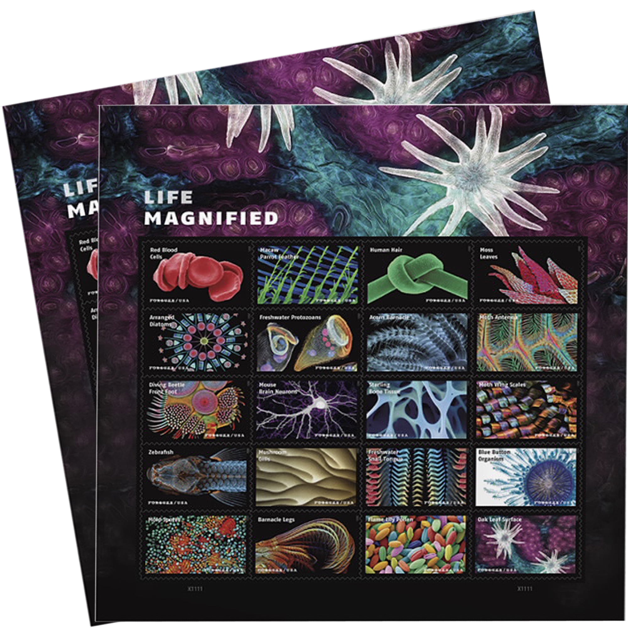 USPS Forever Postage Stamps, Life Magnified, 40 Stamps, 2 Sheets of 20 ...