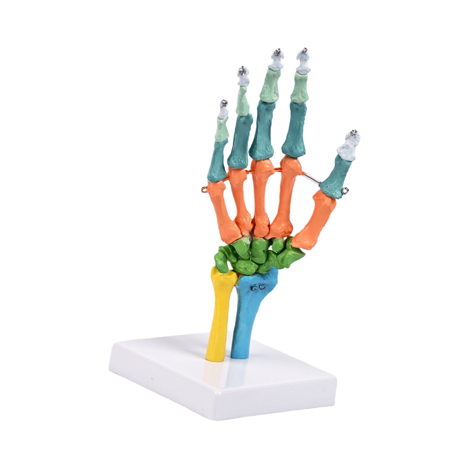 Life Size Anatomical Human Hand Bone Model For Education Color Coded ...