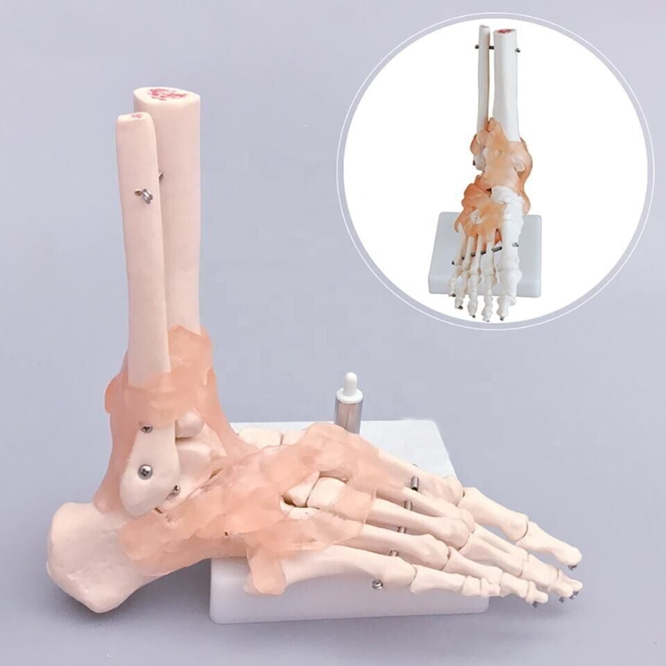 Life Size Anatomical Human Right Foot Ankle Joint Skeleton Model with ...