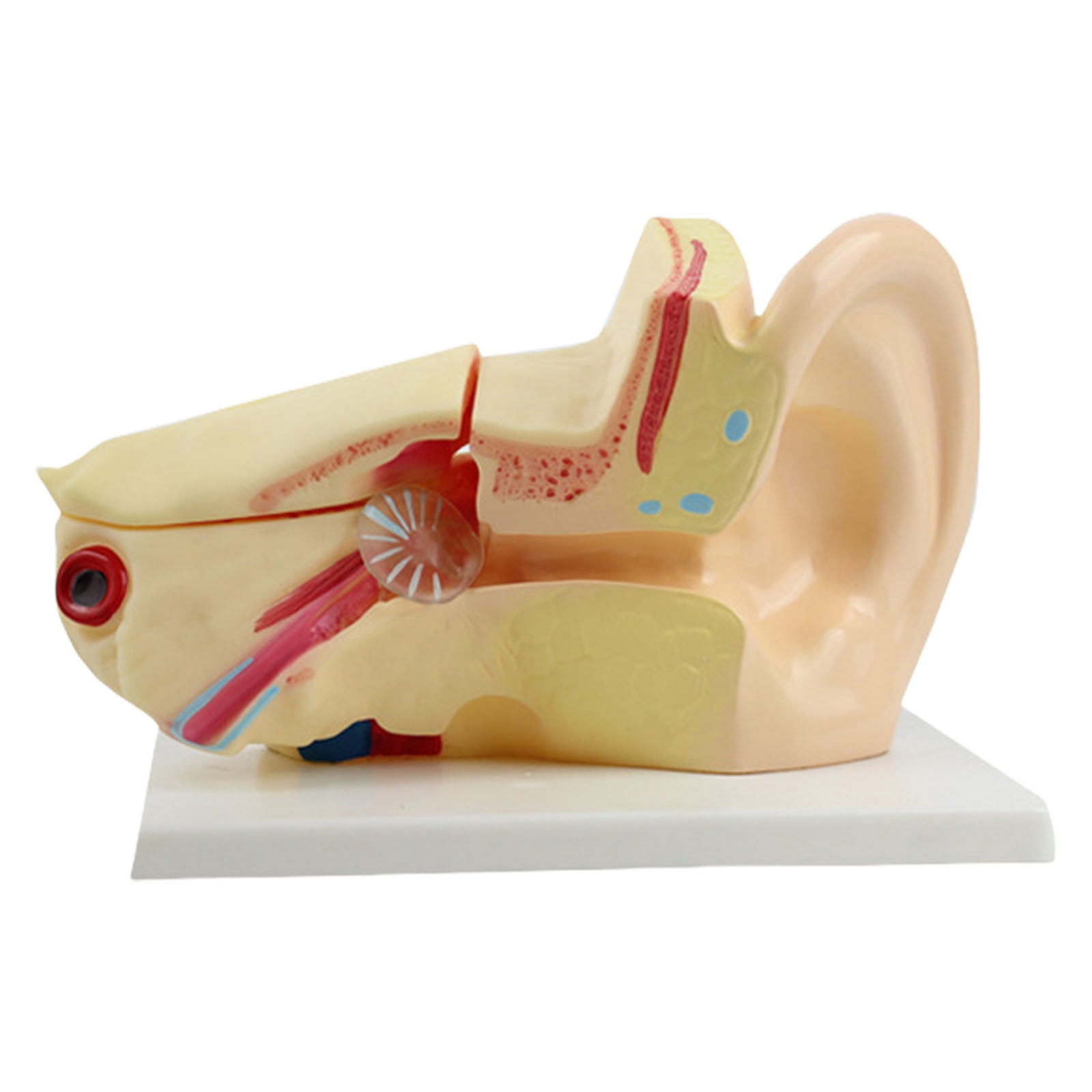 Life Size Anatomical Inner Ear Model Realistic Human Ear Structure ...