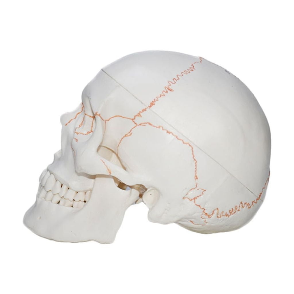 Life Size Anatomy Skull Model Human Head Skeleton Model, Number Coded ...
