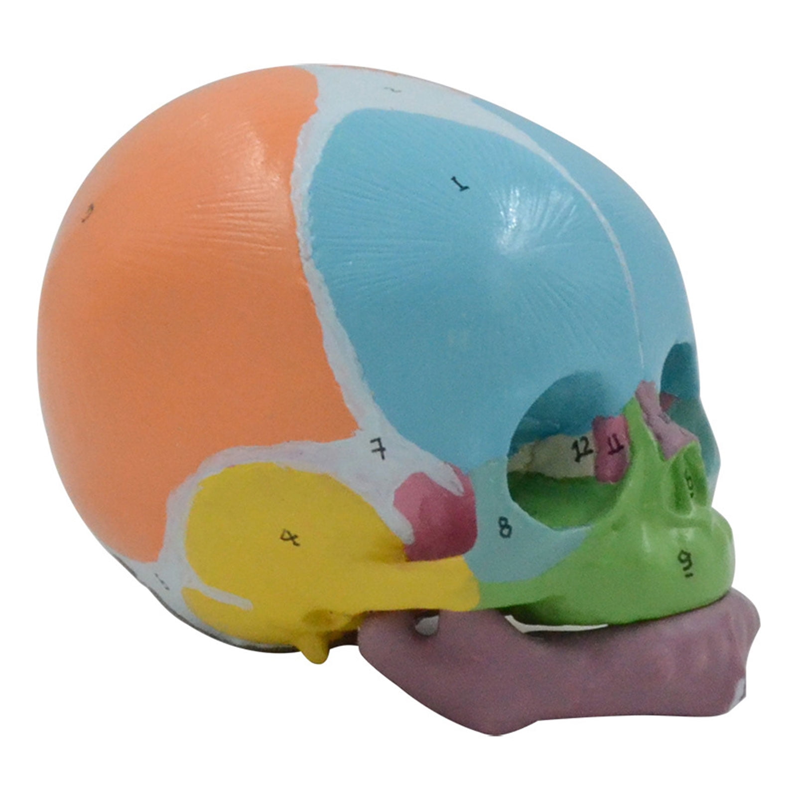 Life Size Baby Head Skeleton Model, Number Coded Anatomical Baby Head ...