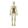 Life Size Body Skeleton Model Teaching Material Human Skeleton Model ...