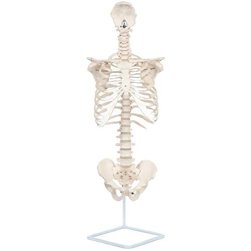 Life Size Cage Anatomy Model with Vertebral Column and Pelvis, Cast ...