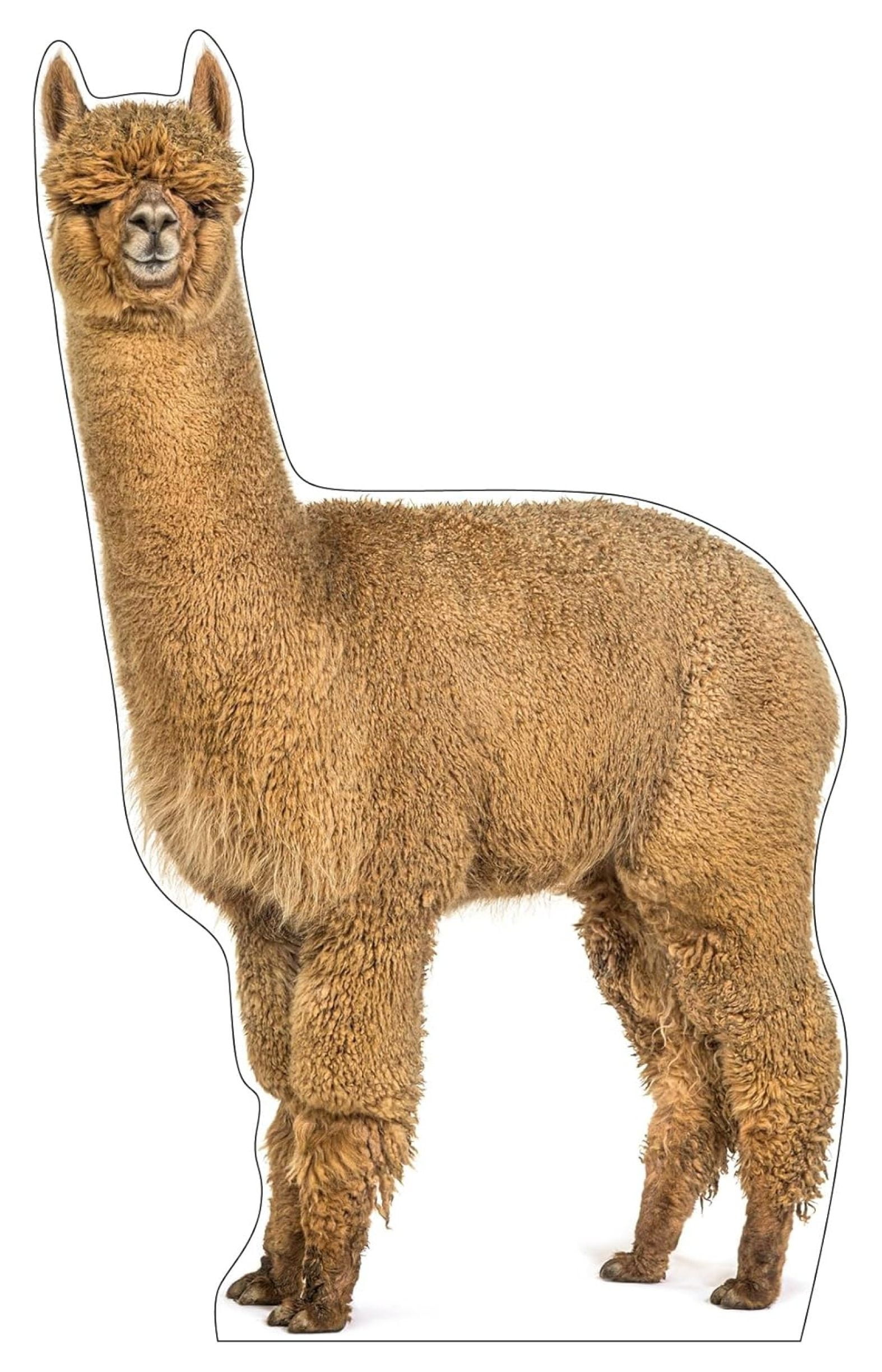 Life Size Cardboard Cutout Standup | Waterproof | Animals - Brown ...
